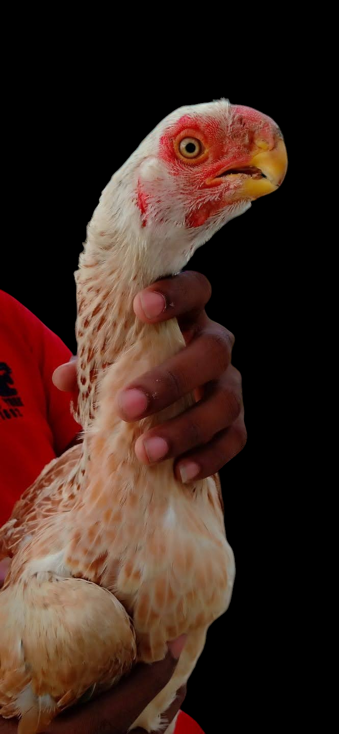 Aura Aseel Farms - Parrot Beak Long Tail Aseel